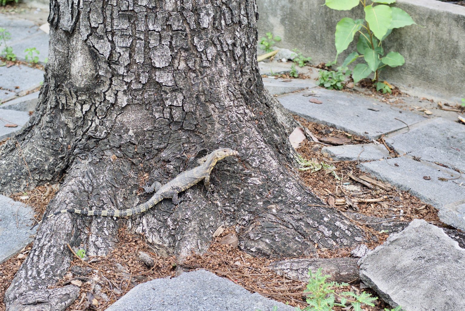How Tree Roots Really Work—And Why That Overgrown Maple Is Lifting Your ...